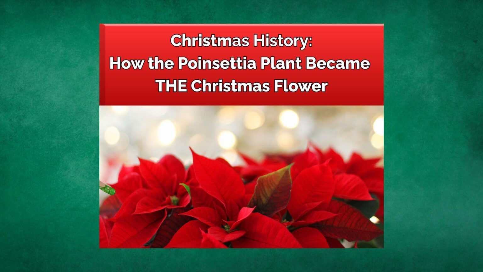 Christmas History: How the Poinsettia Plant, Cuetlaxochitl, Became the ...
